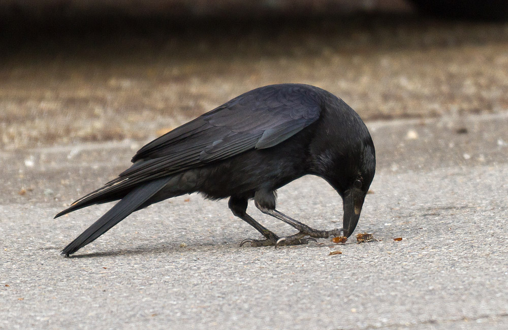 Vögel – Page von Carsten Przygoda