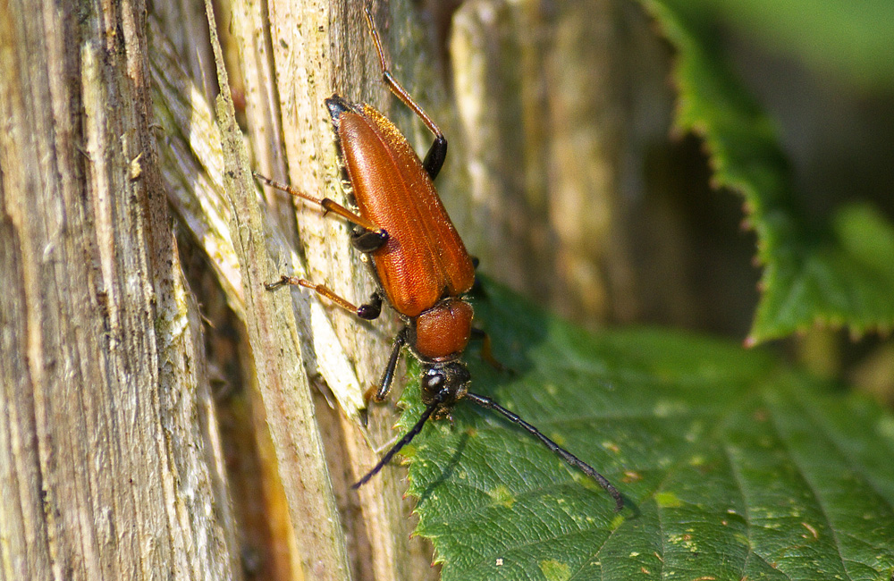 Insekten – Page von Carsten Przygoda